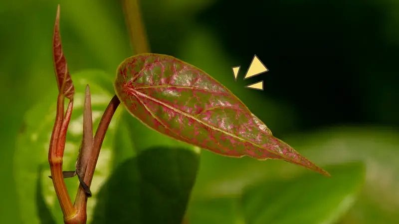 6 Manfaat Daun Sirih Merah, Sebagai Antiseptik Sampai Mengobati ...