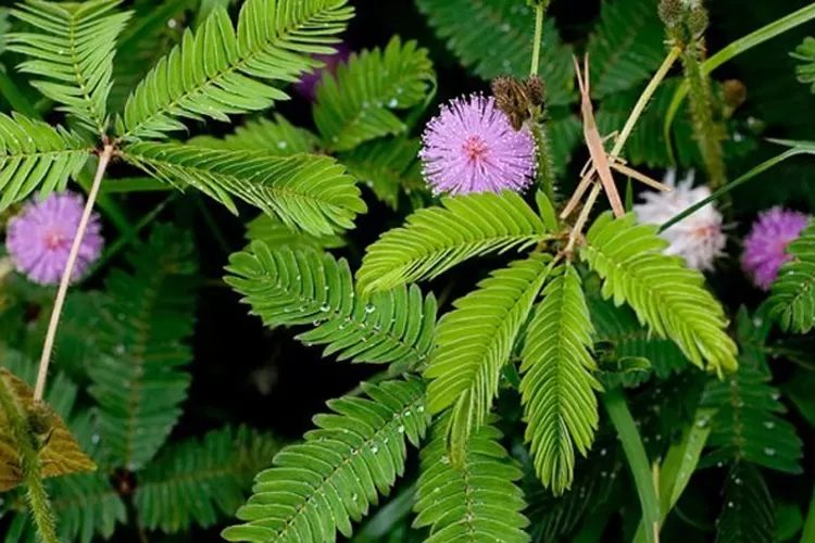 Tak Disangka, Inilah 5 Manfaat Tanaman Putri Malu untuk Kesehatan Tubuh ...