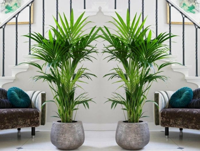 7 Jenis Tanaman Indoor Bikin Ruangan Terasa Lebih Sejuk Saat Cuaca