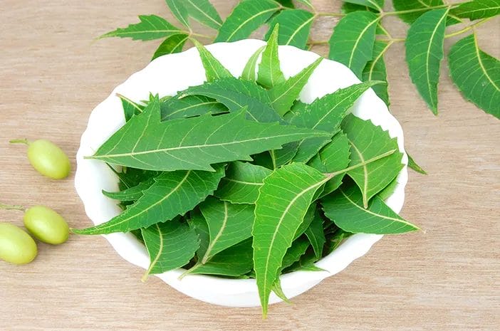 7 Manfaat Daun Mimba bagi Kesehatan, Bahan Ramuan Tradisional dengan ...